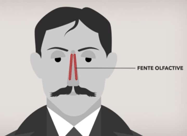 L'agueusie et l'anosmie dans le Covid long. - Chimie Naturelle ...