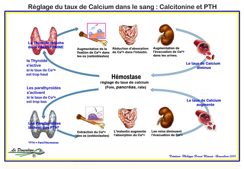 L'importance du Calcium pour la vie