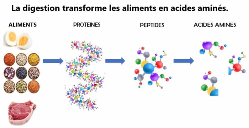La digestion transforme les aliments en acides aminées - Amélioration ...