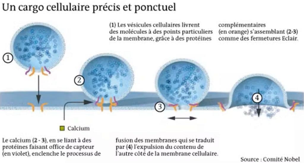Exocytose : le secret de la communication cellulaire - Chimie Naturelle ...