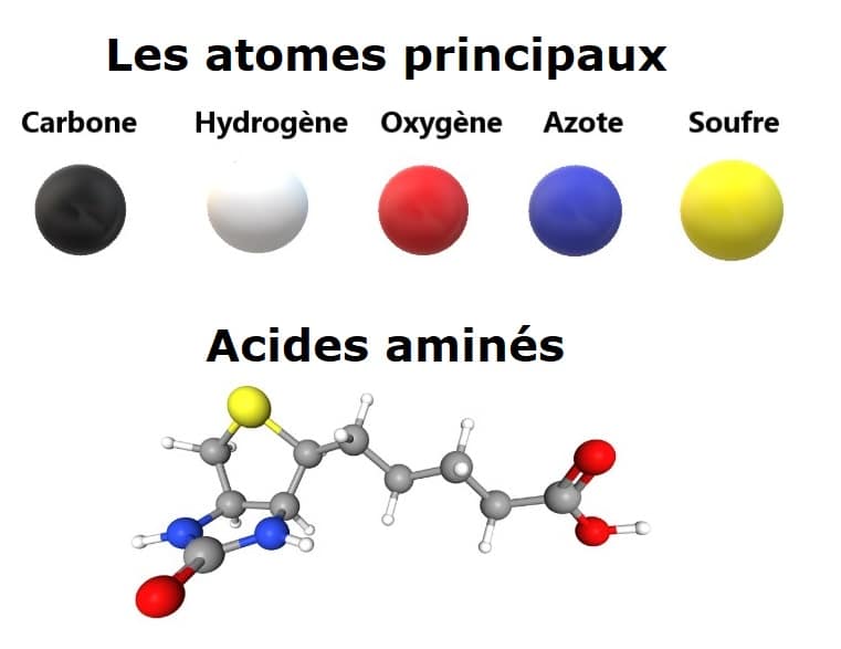 l - Chimie Naturelle : Comprendre et Optimiser le Corps Humain ...